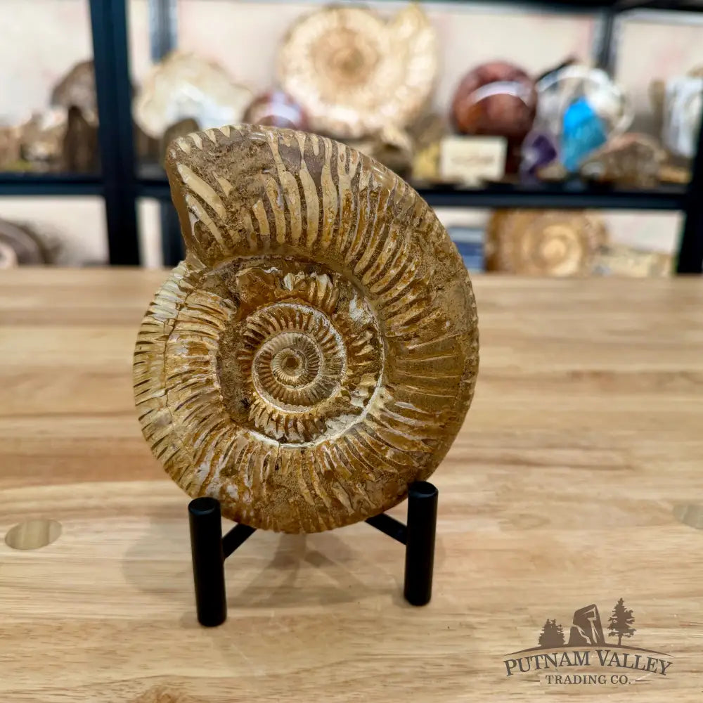 Jurassic Ammonite Fossil | Authentic Polished Marine Fossil Décor ...