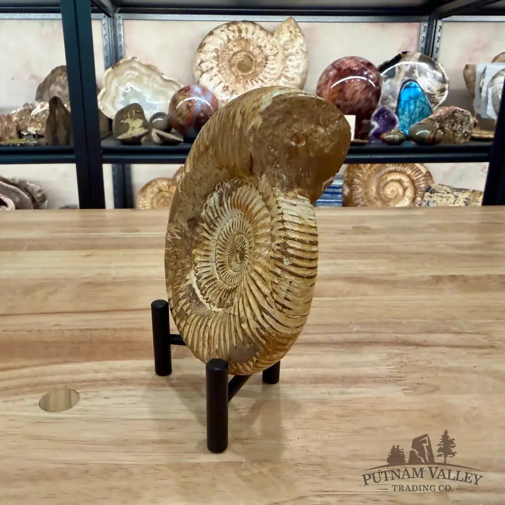 Jurassic Ammonite Fossil | Authentic Polished Marine Fossil Décor ...