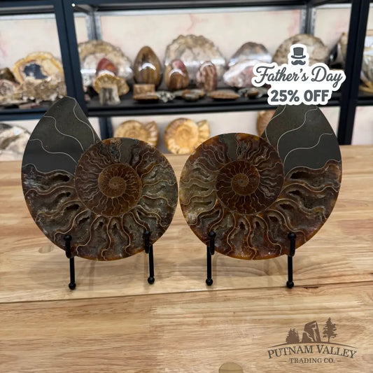 Ammonite Fossils & Specimens – Page 5 – Putnam Valley Trading Co.