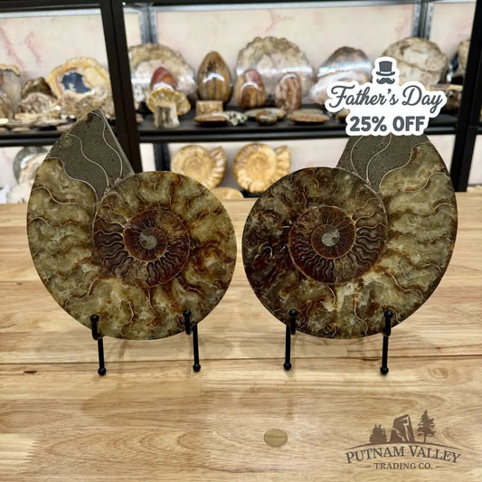 Ammonite Fossils & Specimens – Page 5 – Putnam Valley Trading Co.